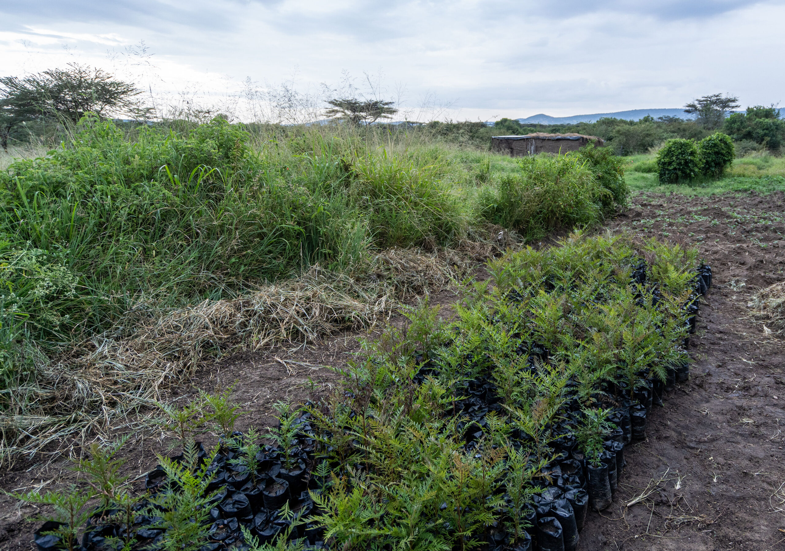 I&M Foundation partners with Kenya Forest Service (KFS) for a three-year Ngong Road Forest ...