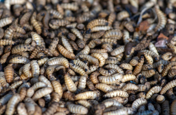 Israeli engineers to train farmers on sustainable livestock feed ...