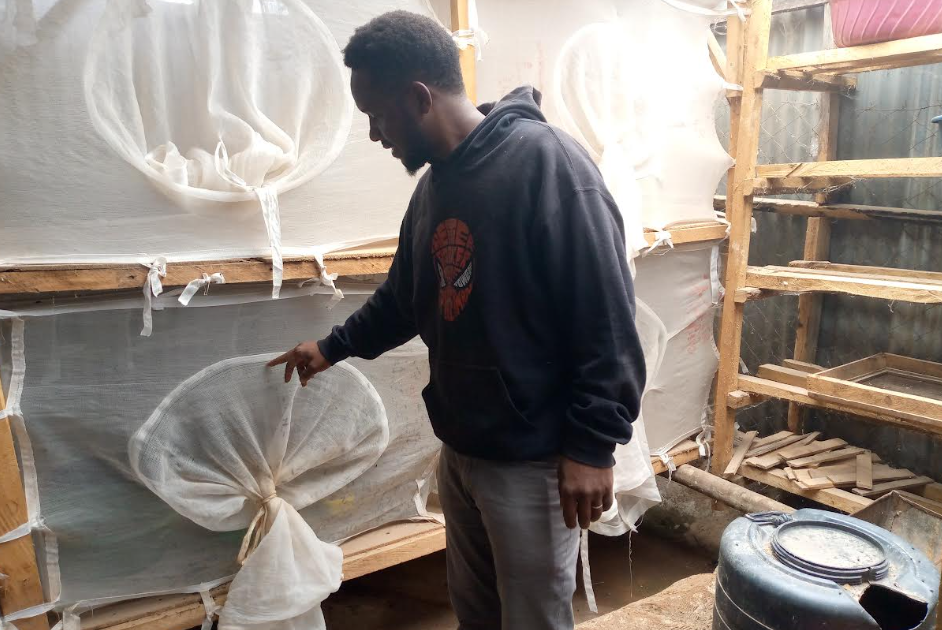 Kericho poultry farmer turns to black soldier flies (BSF) farming