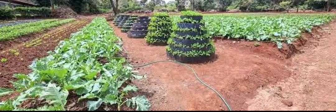 Kitchen Gardens promise food and nutrition security for households