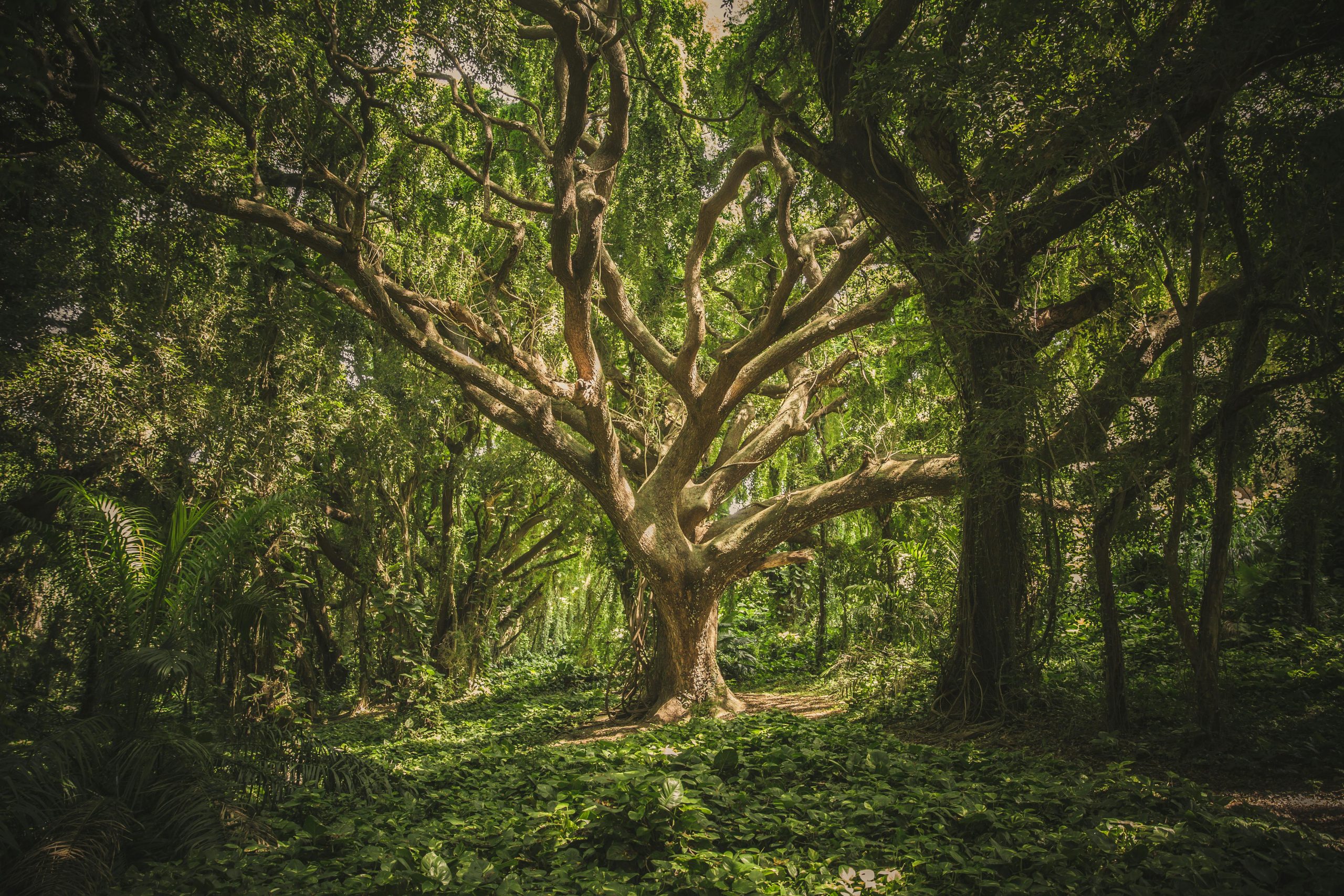 Africa’s indigenous climate leaders recognized in UNDP’s 2025 Equator ...