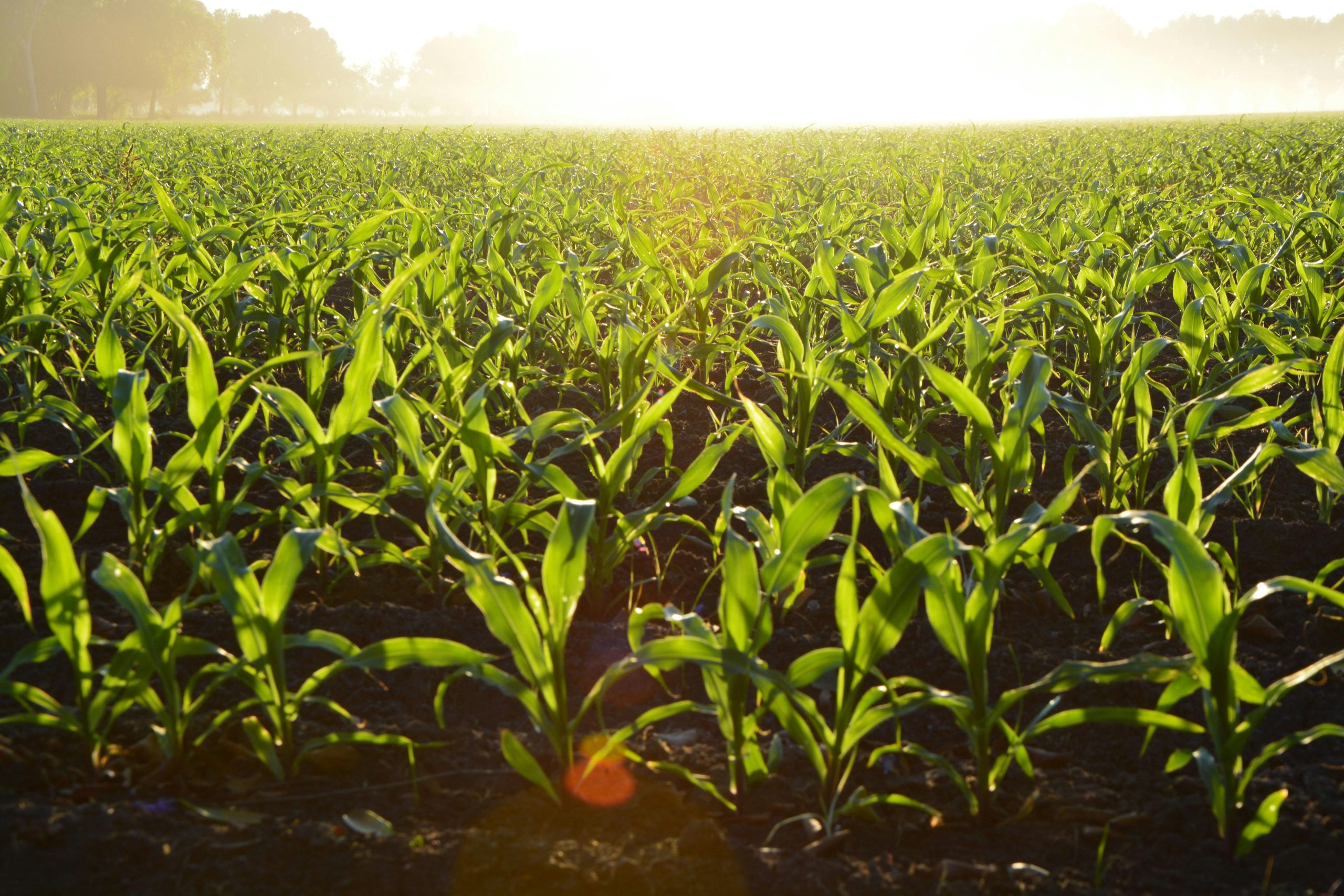 Gates Foundation commits $1.4 billion to boost climate adaptation for ...