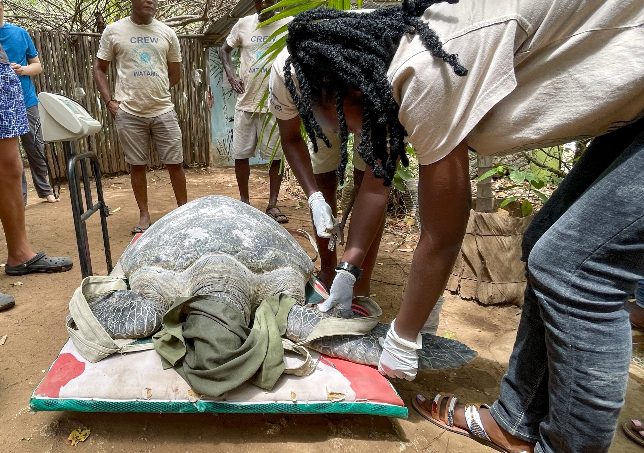 Community-led rescues are saving Kenya’s sea life